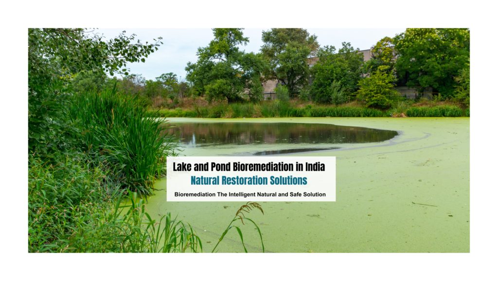 Lake and Pond Bioremediation in India – Eco-Friendly Solutions