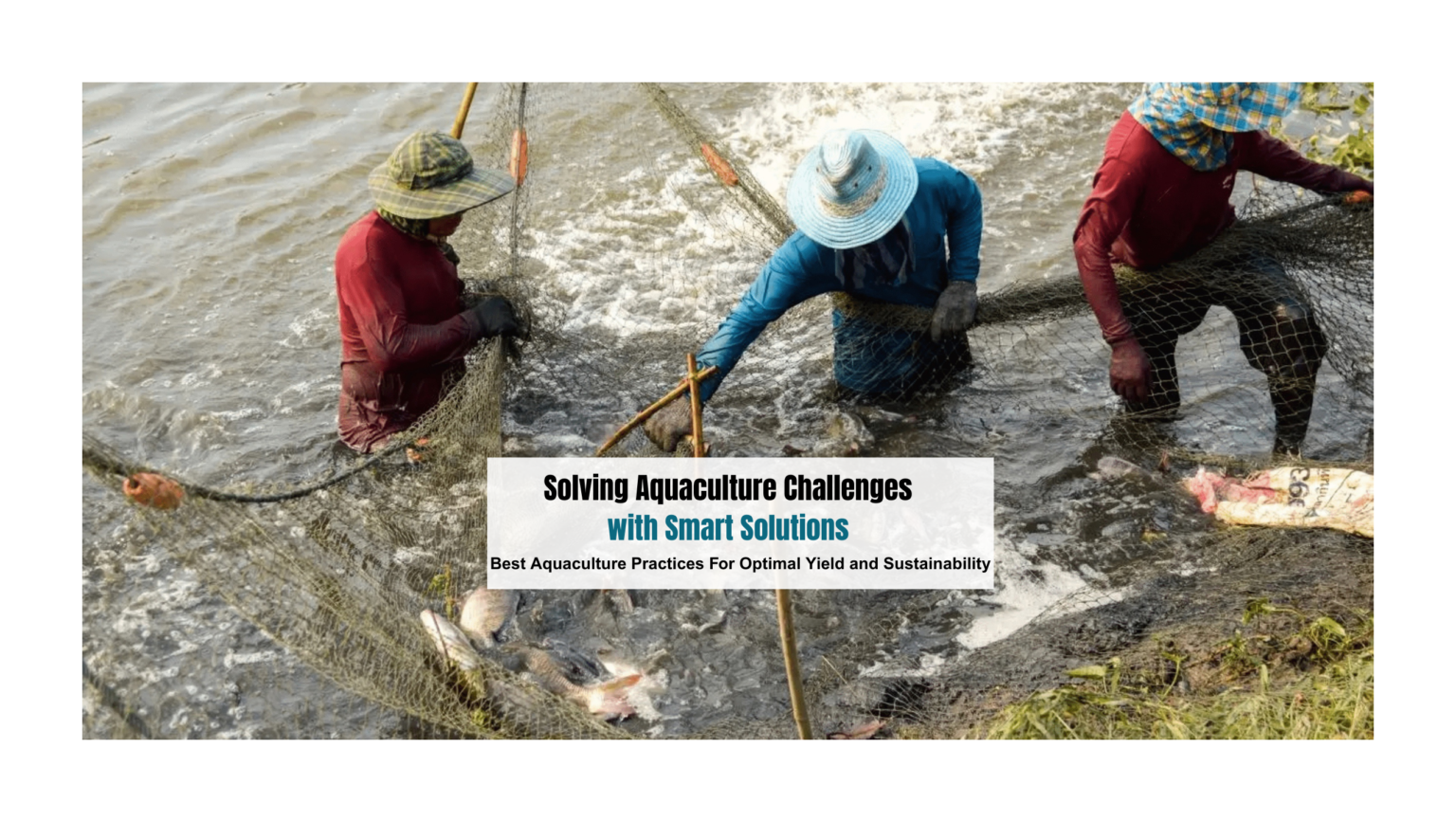 Aquaculture Challenges in India: Biotech Solutions for Fish Farming